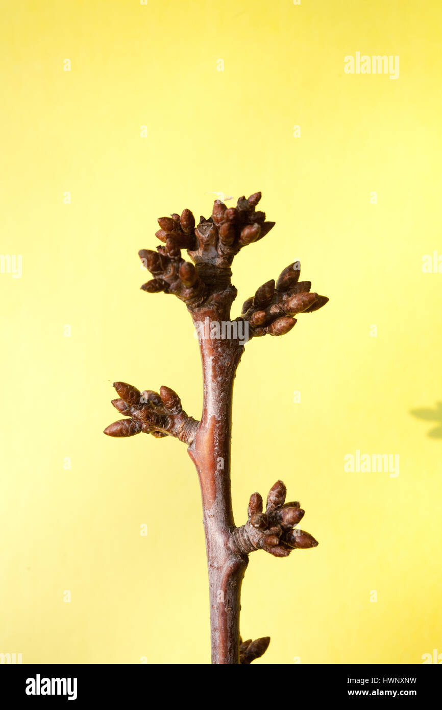tree buds come alive and swollen in the early spring before flowering ...