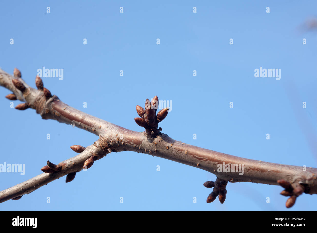 tree buds come alive and swollen in the early spring before flowering ...