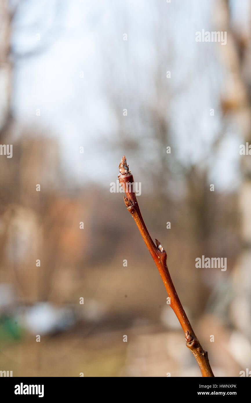 tree buds come alive and swollen in the early spring before flowering ...