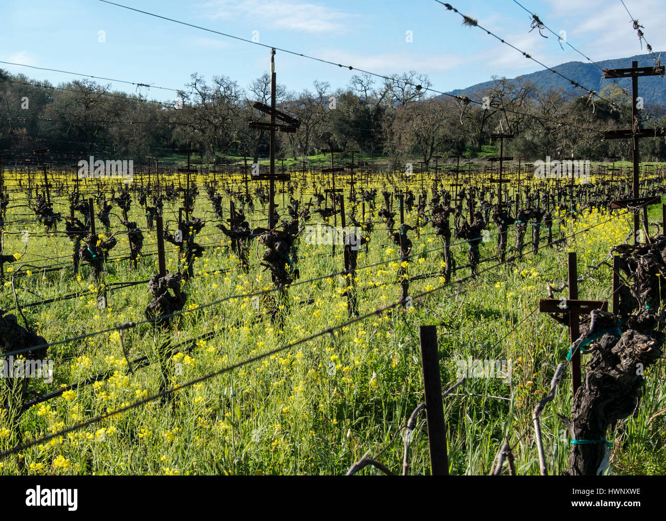 Barren grape vines in a field of mustards in Napa valley, California ...