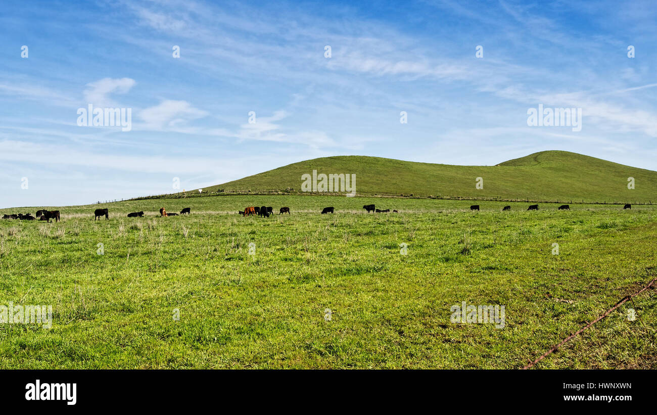 Panoramic view of a pasture at the Rush Ranch Open Space, Fairfield ...