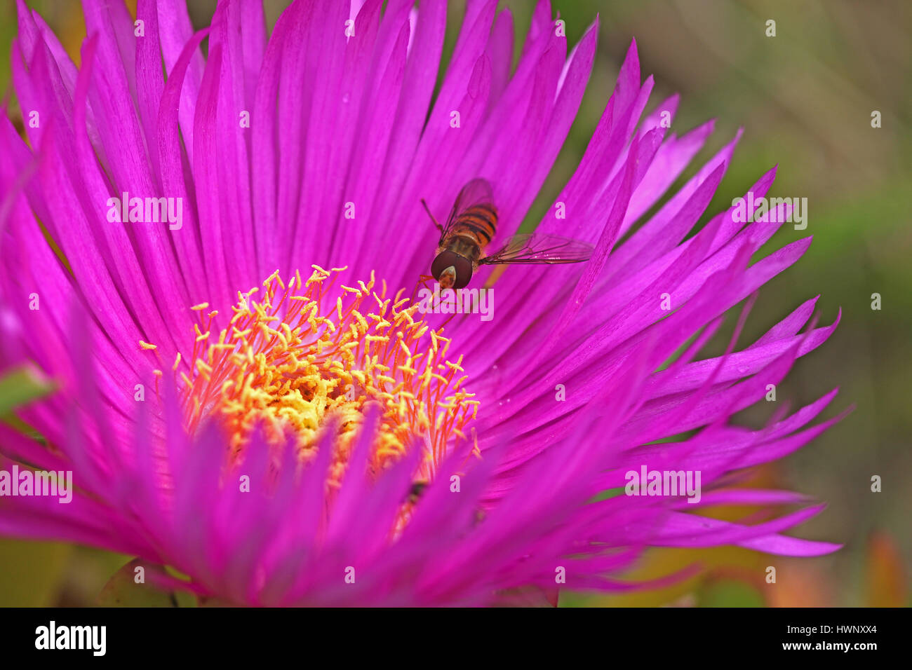 Hover Wasp Or Hover Fly Episyrphus Balteatus On A Hottentot Fig Carpobrotus Edulis In Italy In