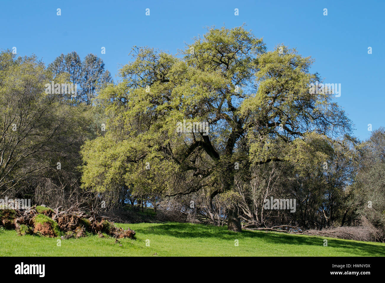 Quercus douglasii hi-res stock photography and images - Alamy