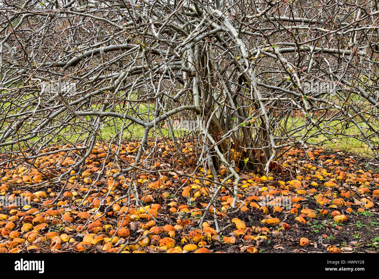 Rotten apple under tree hi-res stock photography and images - Alamy