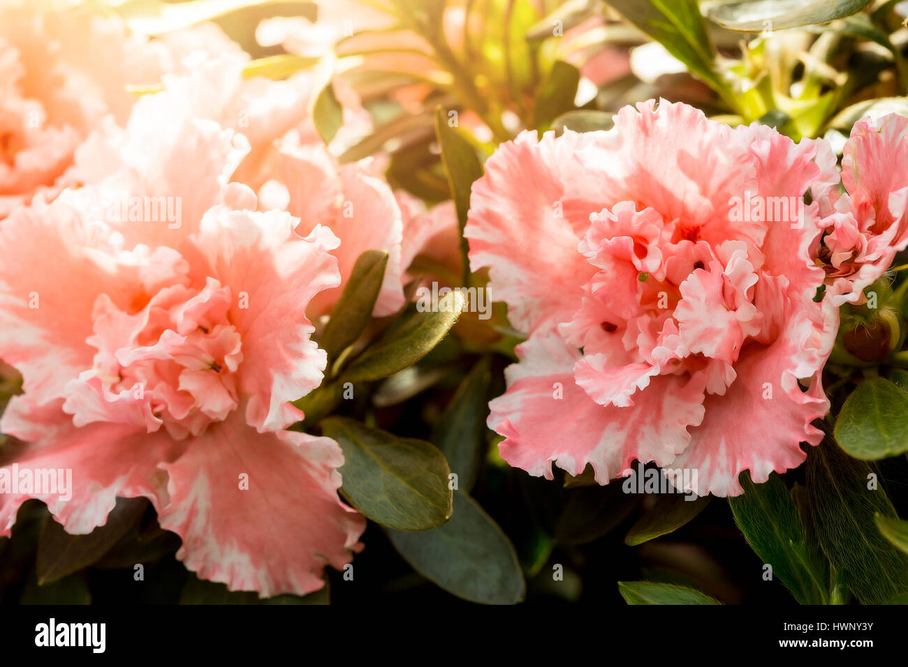 beautiful pink flowers with the sun behind Stock Photo - Alamy
