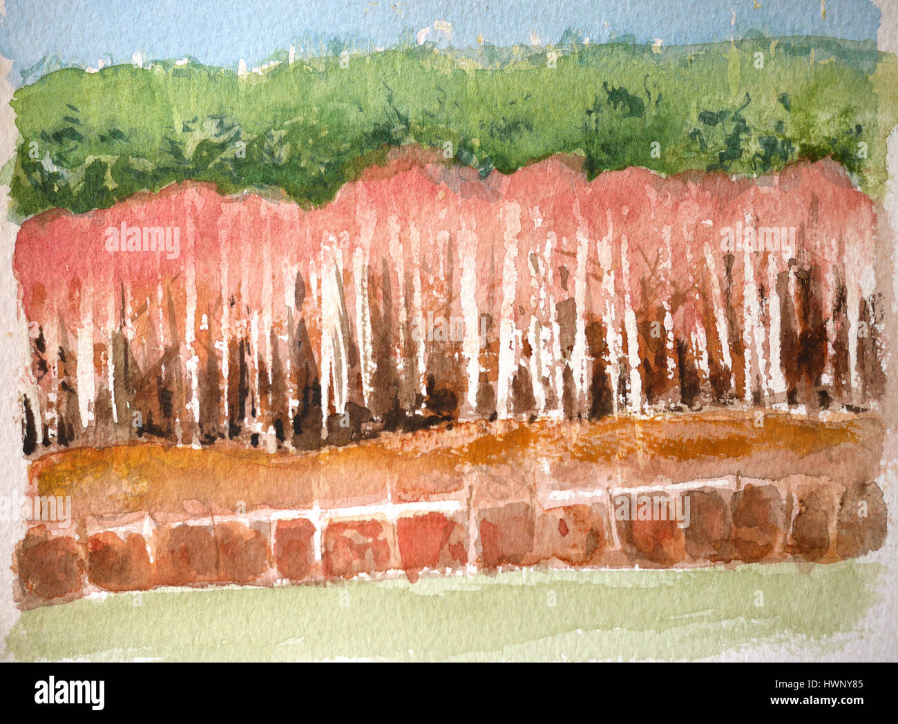 Silver Birch tree forest Stock Photo - Alamy