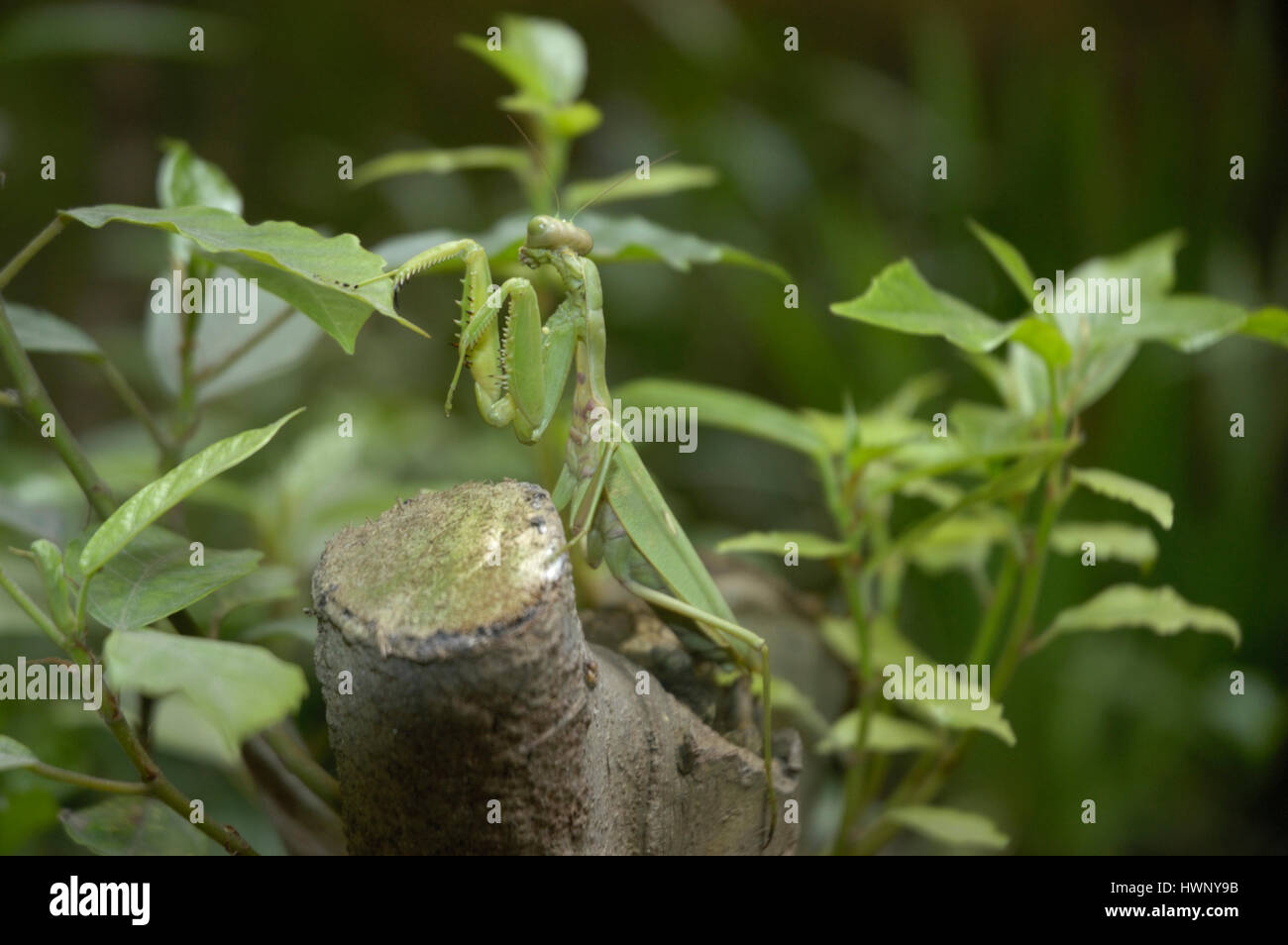Alone female green mantis standing on cutted tree Stock Photo - Alamy