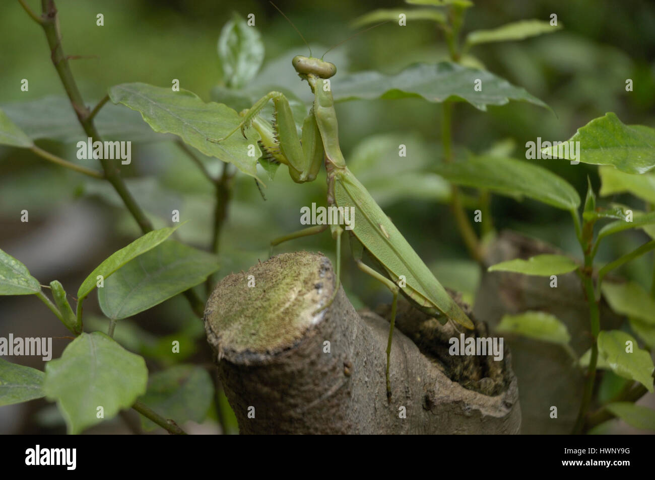 Alone female green mantis standing on cutted tree Stock Photo - Alamy