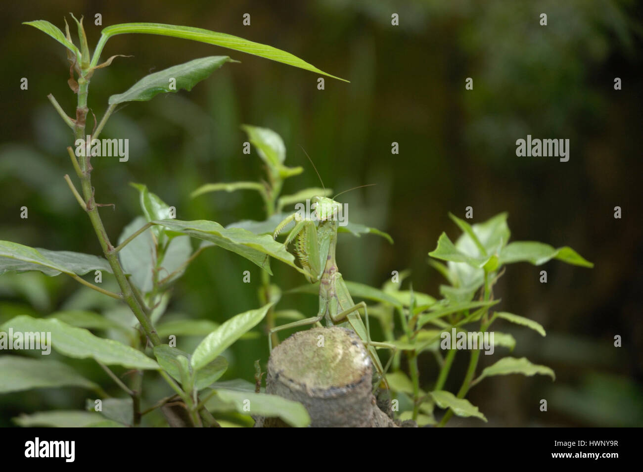 Alone female green mantis standing on cutted tree Stock Photo - Alamy