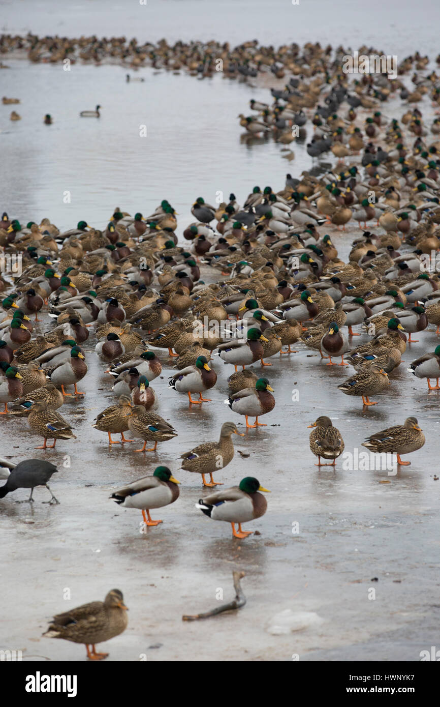 Ice covered lake birds hi-res stock photography and images - Alamy