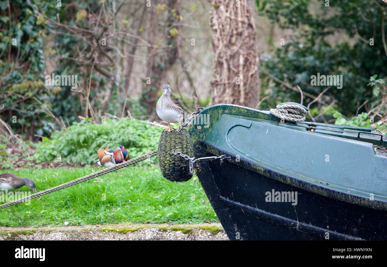 Female Mandarin duck on the stern of a narrowboat Stock Photo - Alamy