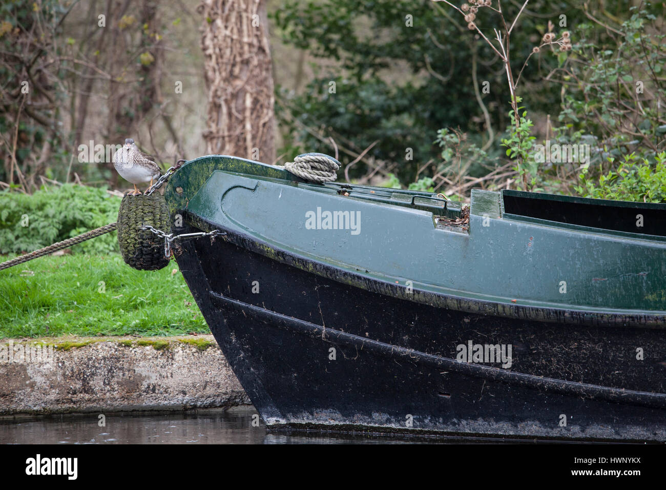 Female Mandarin duck on the stern of a narrowboat Stock Photo - Alamy