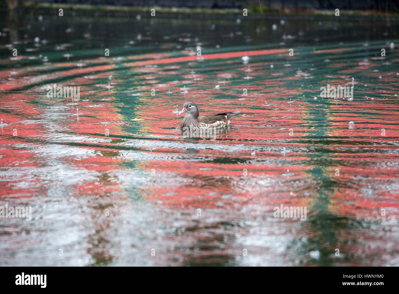 Female Mandarin duck on the stern of a narrowboat Stock Photo - Alamy
