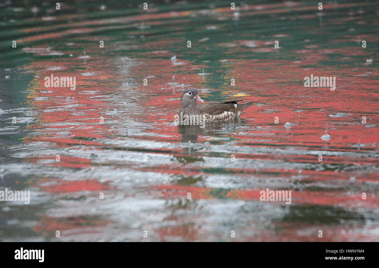 Female Mandarin duck on the stern of a narrowboat Stock Photo - Alamy