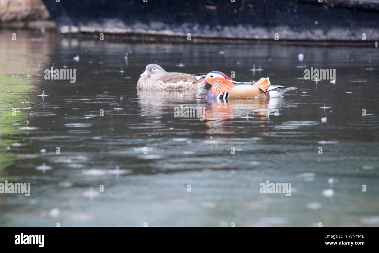 Mandarin Duck on the stern of a narrowboat on the Grand Union Canal ...