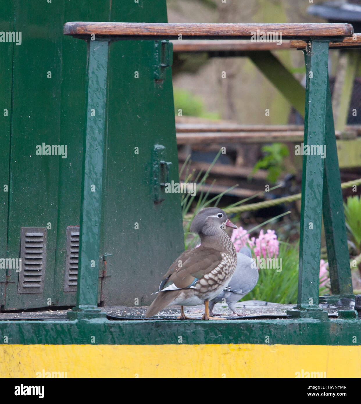 Female Mandarin duck on the stern of a narrowboat Stock Photo - Alamy