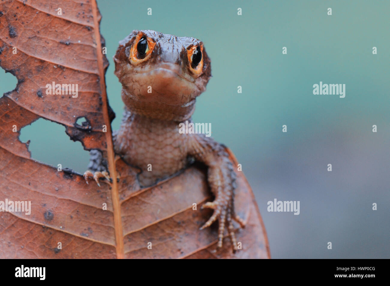 Croc show hi-res stock photography and images - Alamy