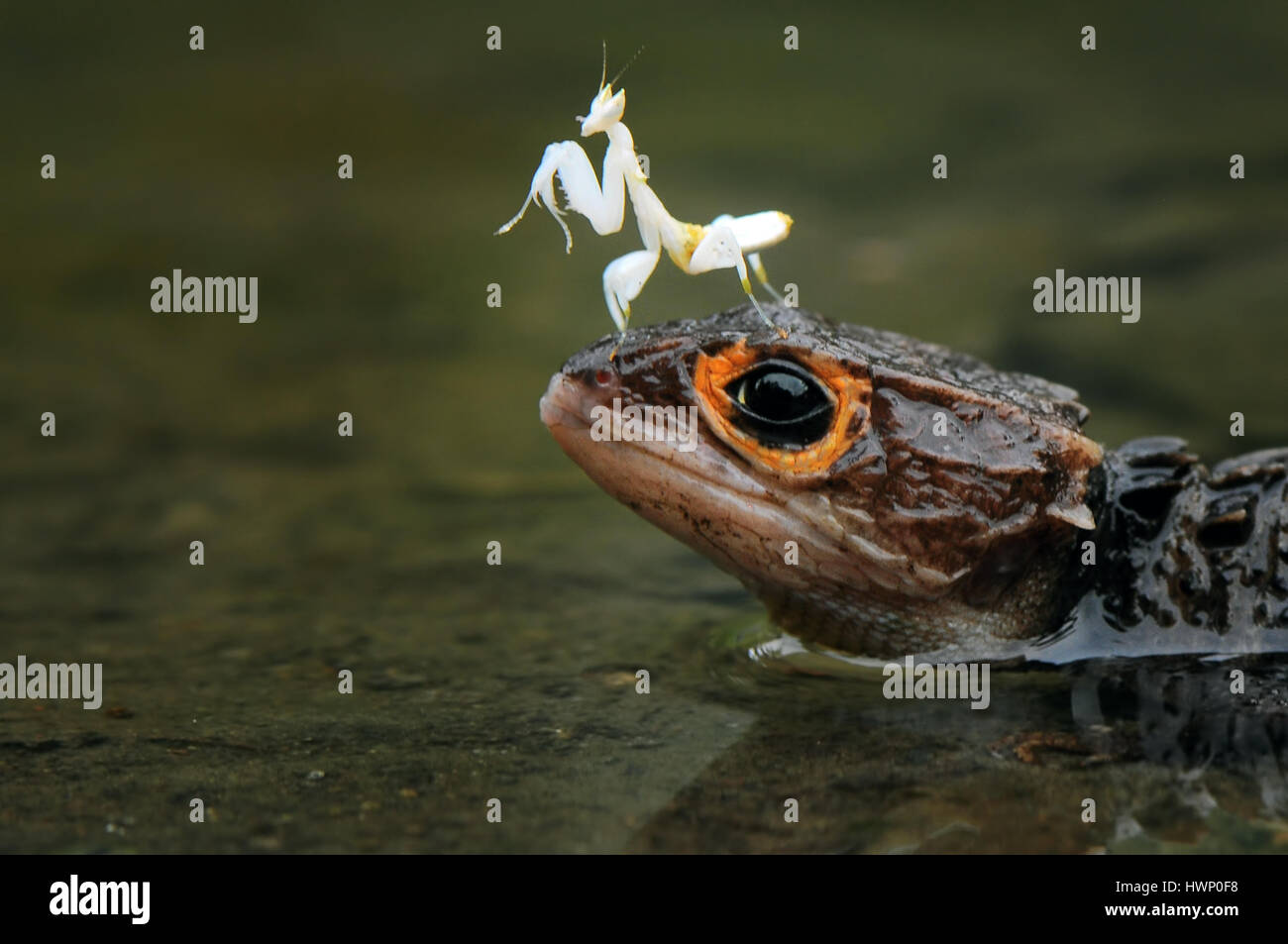 Moss mantis hi-res stock photography and images - Alamy
