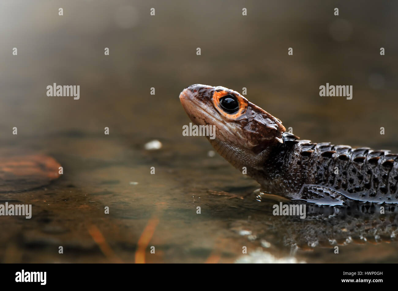 Croc show hi-res stock photography and images - Alamy