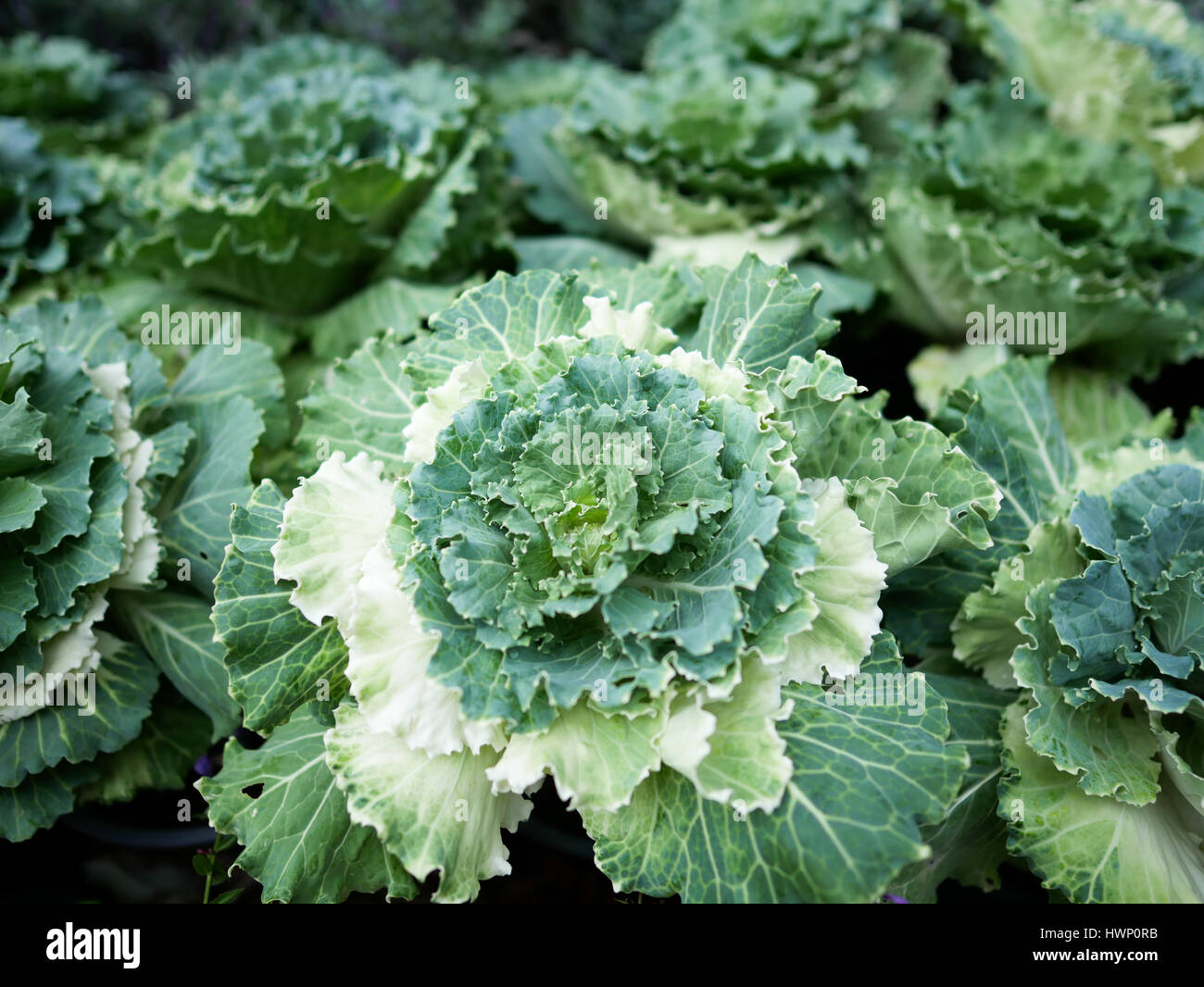 Top view of decorative cabbages in the garden Stock Photo - Alamy