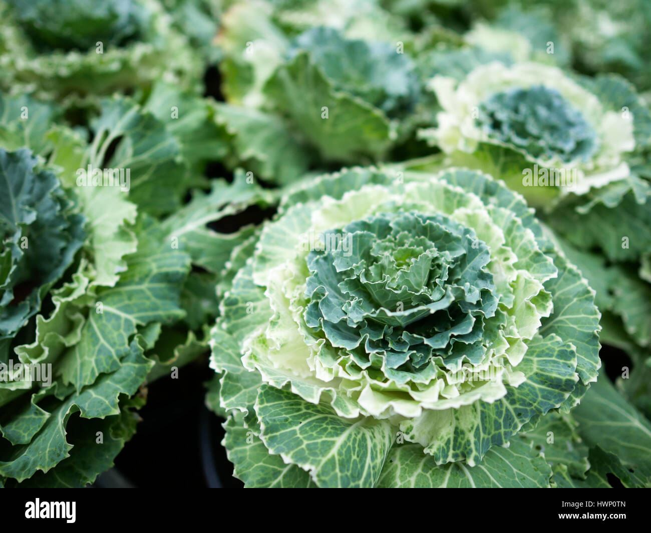 Top view of decorative cabbages in the garden Stock Photo - Alamy