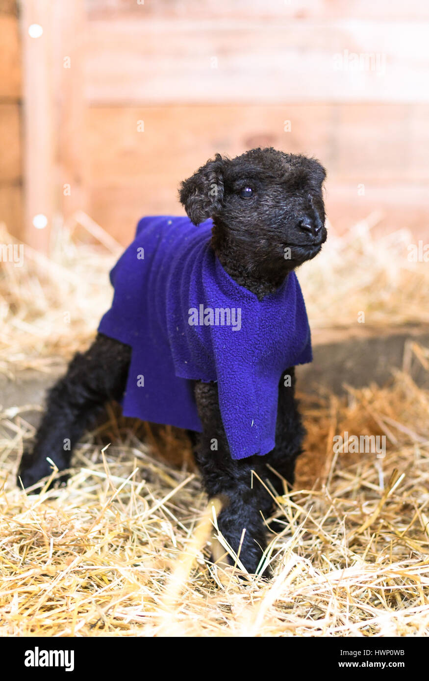 Black lamb hi-res stock photography and images - Alamy