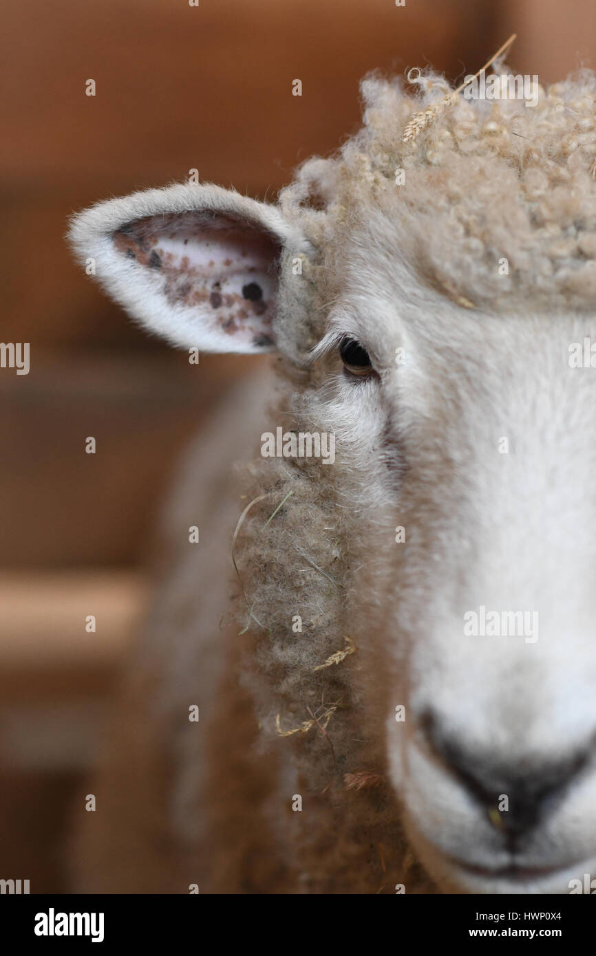 New england barn hi-res stock photography and images - Alamy