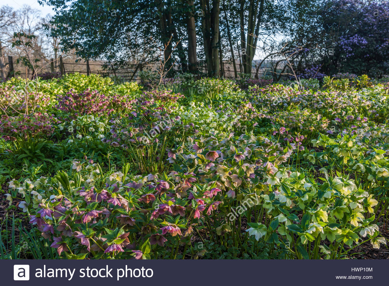 Spring Border Hellebores Stock Photos & Spring Border Hellebores Stock ...