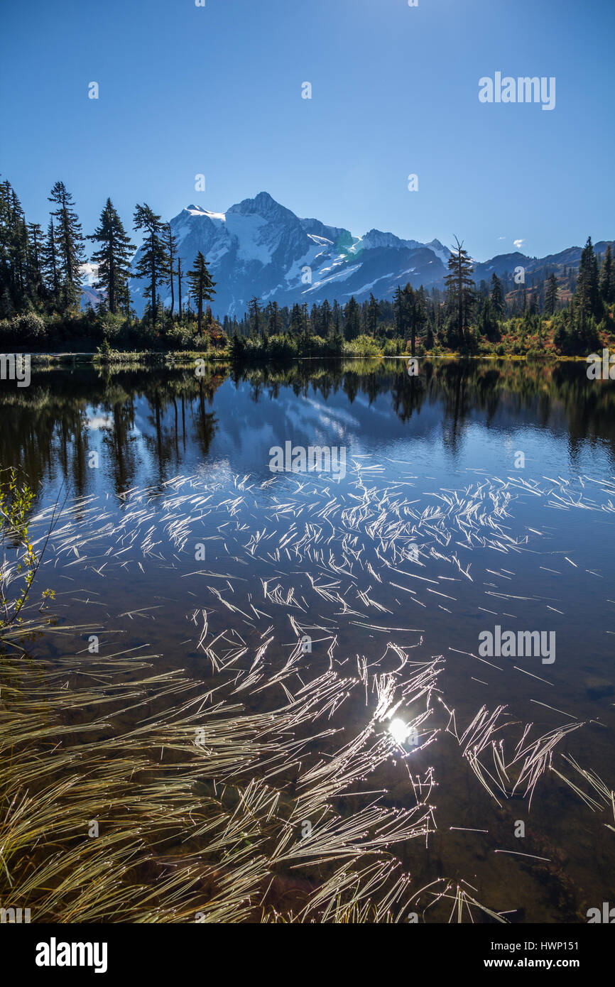 Floating grasses and reflections of Mount Shuksan in Picture Lake, WA ...