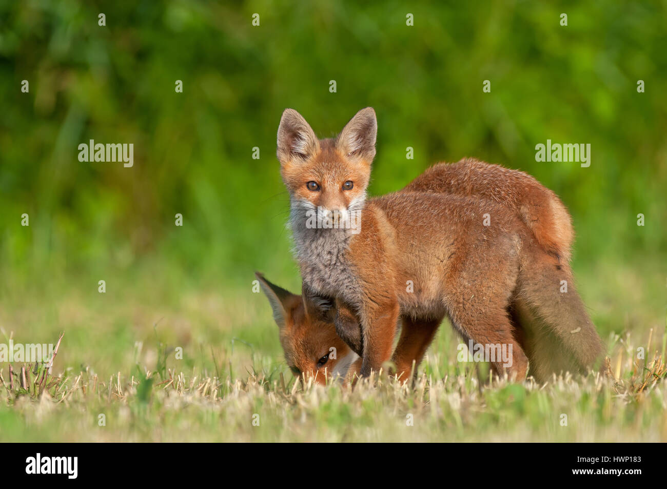 Photo of two red foxes in a field Stock Photo - Alamy