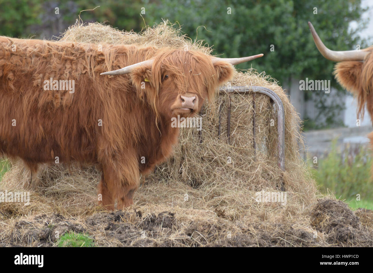 Cute Highland cattle grazing on a bunch of hay Stock Photo - Alamy