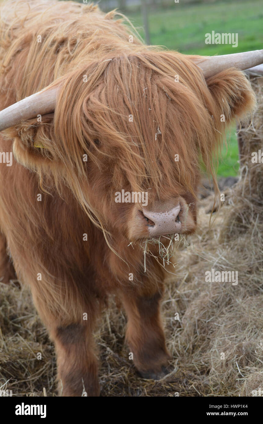 Cow munching hi-res stock photography and images - Alamy
