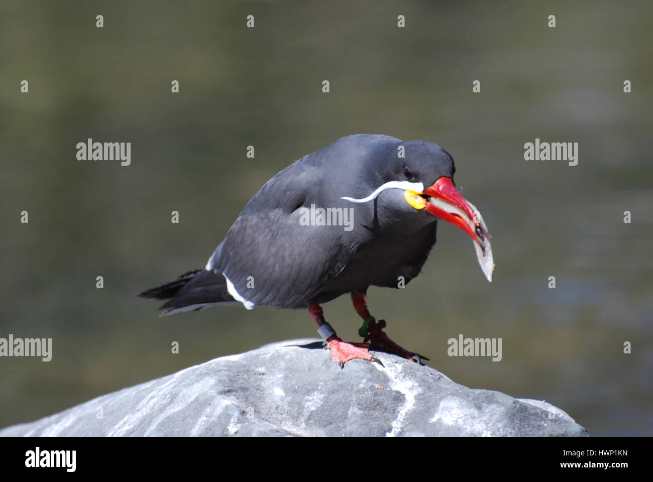 Inca tern eating a fish while on a rock Stock Photo - Alamy