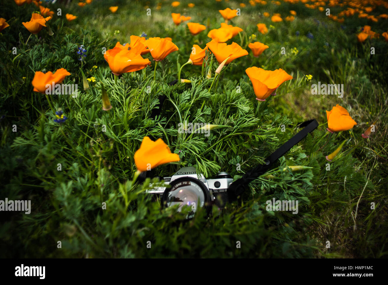 Canon in flowers Stock Photo - Alamy
