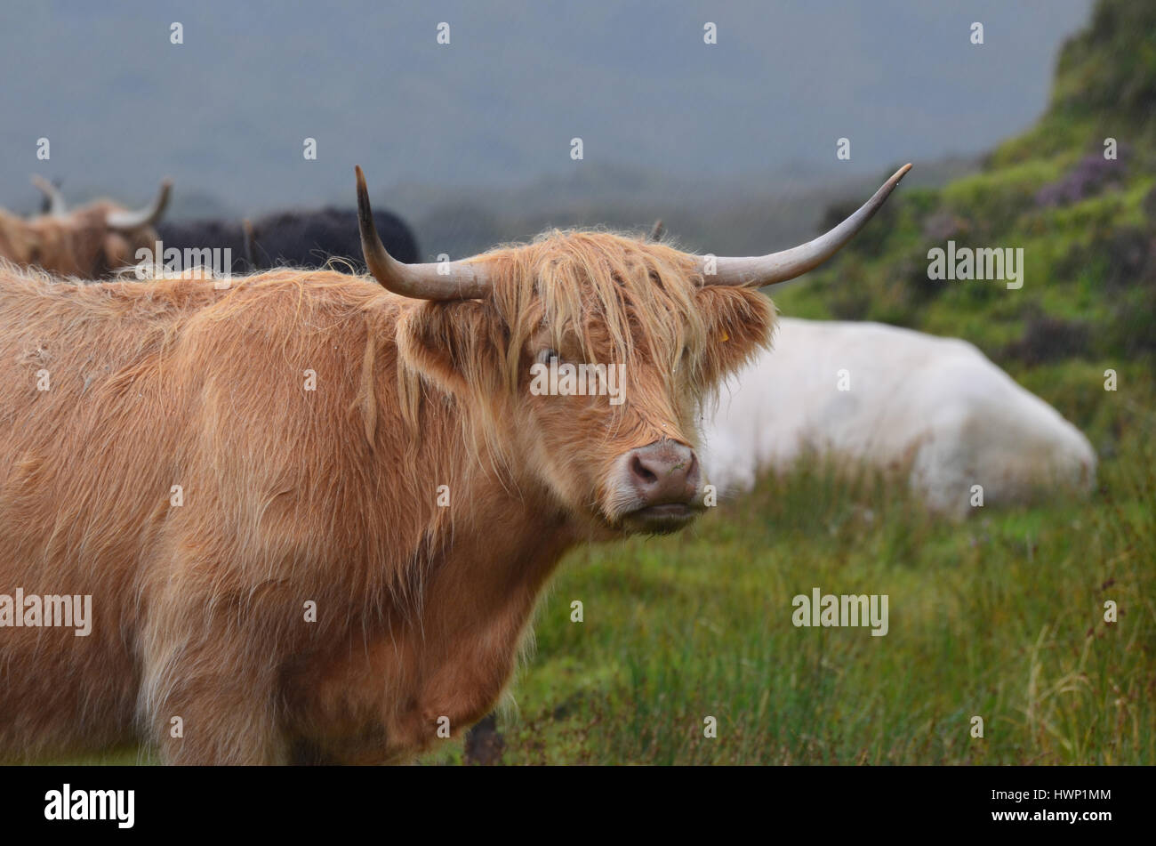 A group of Highland cows standing together against the elements in the ...