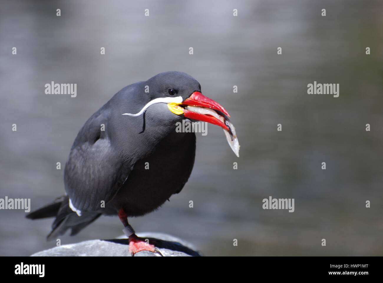 Inca tern balancing on a rock eating a fish Stock Photo - Alamy