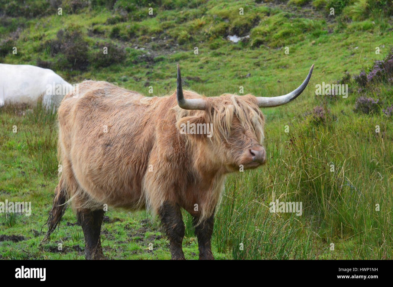 Muddy Highland cattle walking through a boggy field Stock Photo - Alamy
