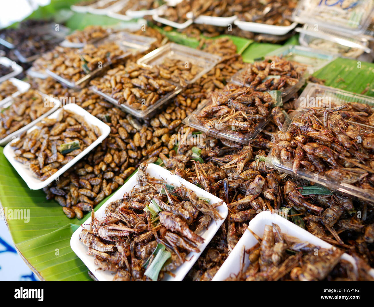 Edible fried insects on the kiosk of street food in Thailand Stock ...