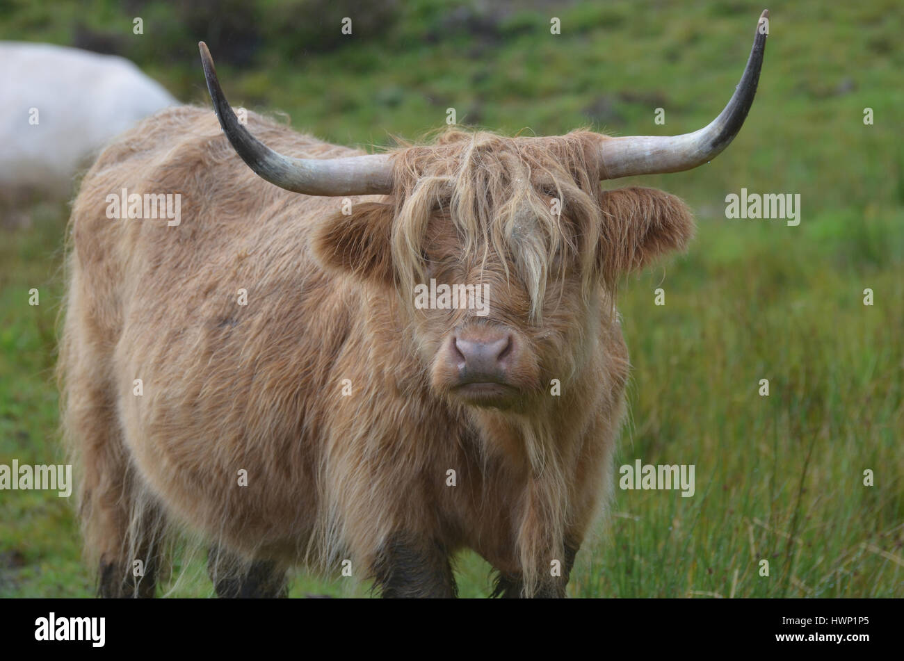 The Highlands with an iconic Highland Cow in a field Stock Photo - Alamy