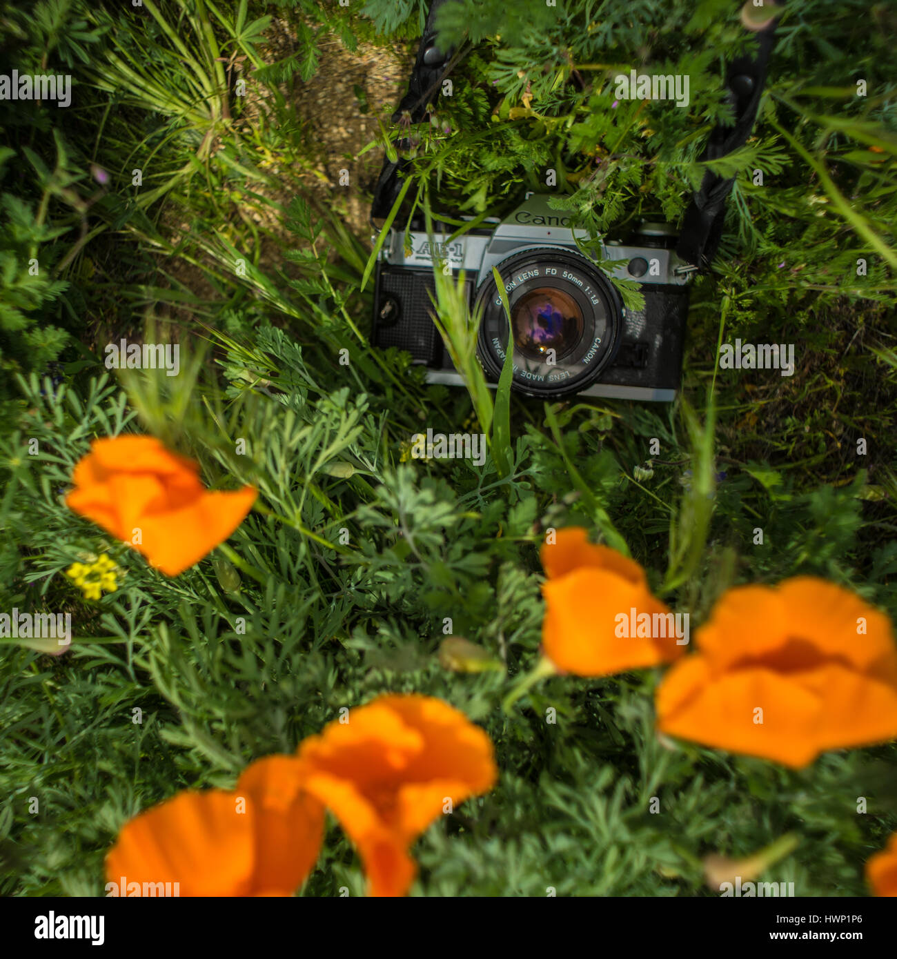 Canon In flowers Stock Photo - Alamy