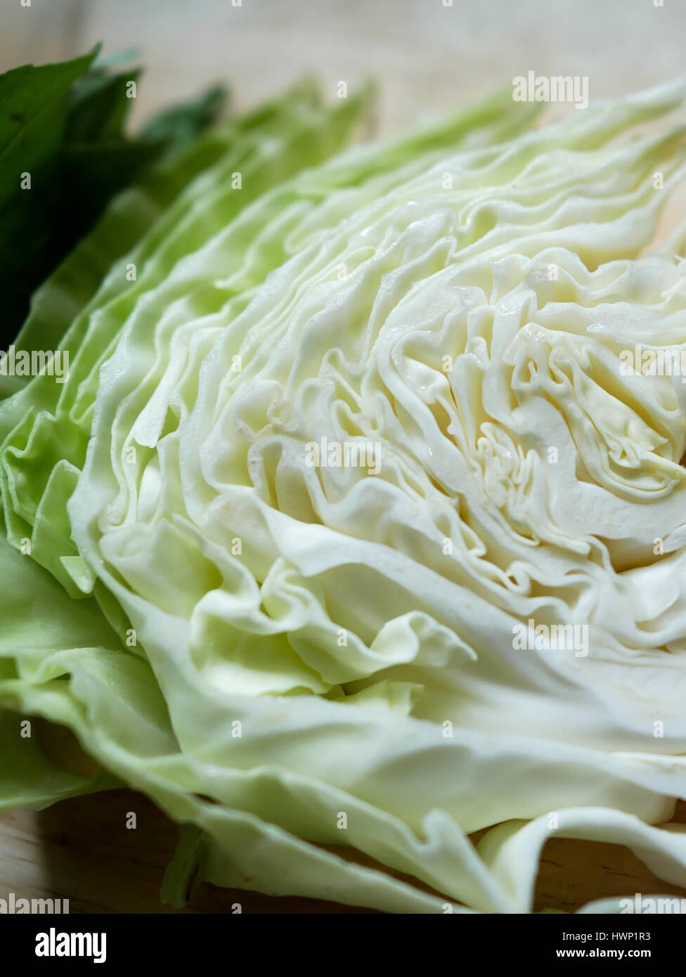 Close-up cabbage shows the pattern inside of green and white color ...