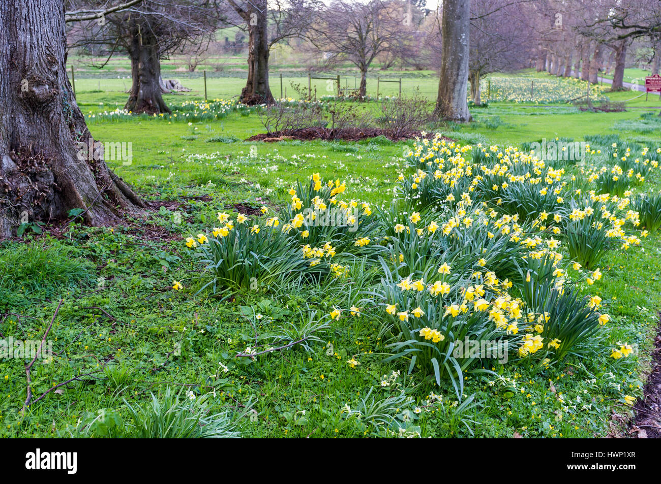 Spring daffodils growing in a parkland setting Stock Photo - Alamy