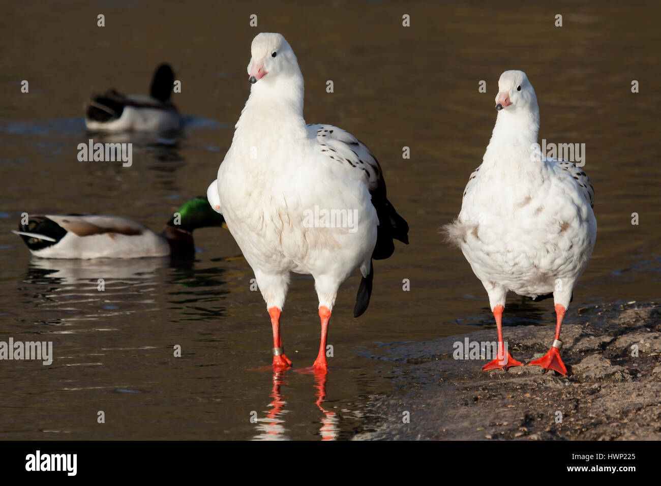 Slimbridge wetland wildlife reserve hi-res stock photography and images ...
