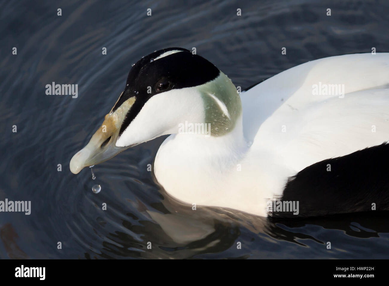 Male Eider Duck at the Wetlands & Wildlife Trust, Slimbridge ...