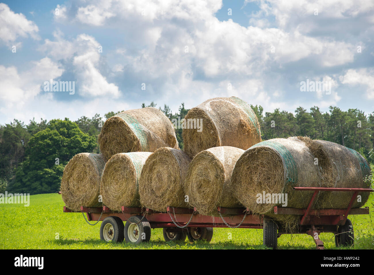Large round bales of hay stacked on a red cart in a farmers field in ...