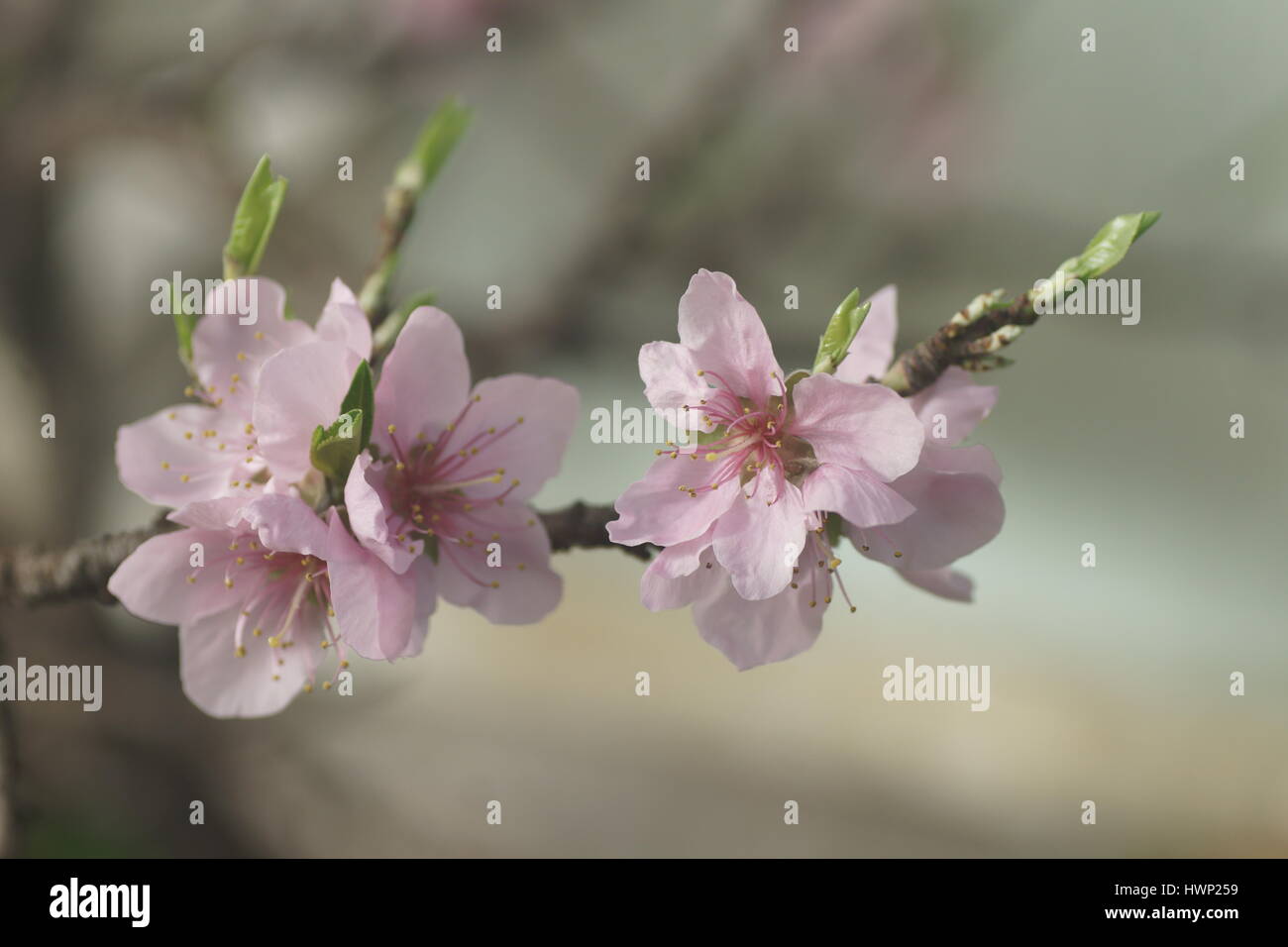 Welsh flowers hi-res stock photography and images - Alamy