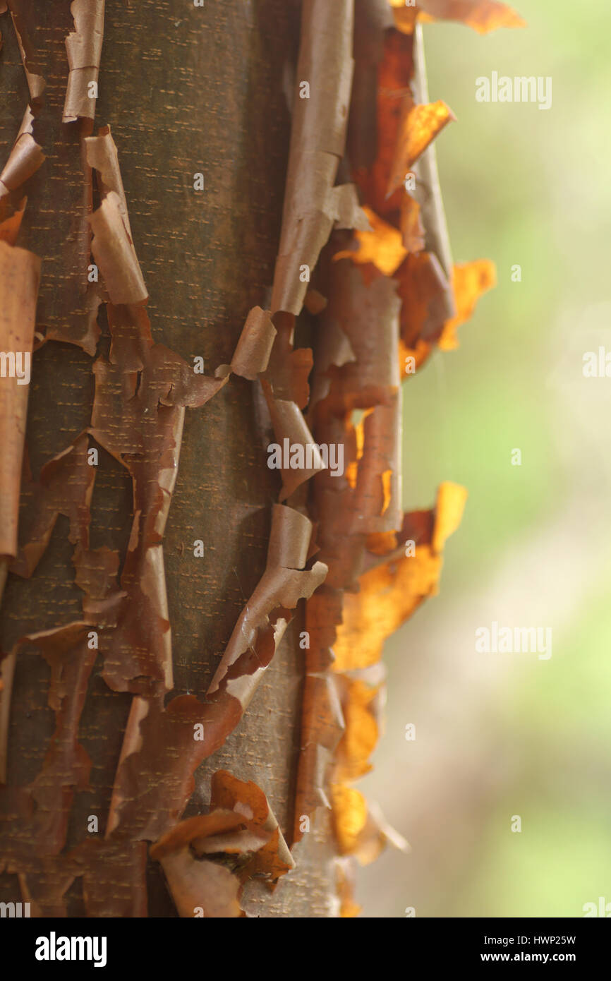 Peeling tree bark of acer tree hi-res stock photography and images - Alamy