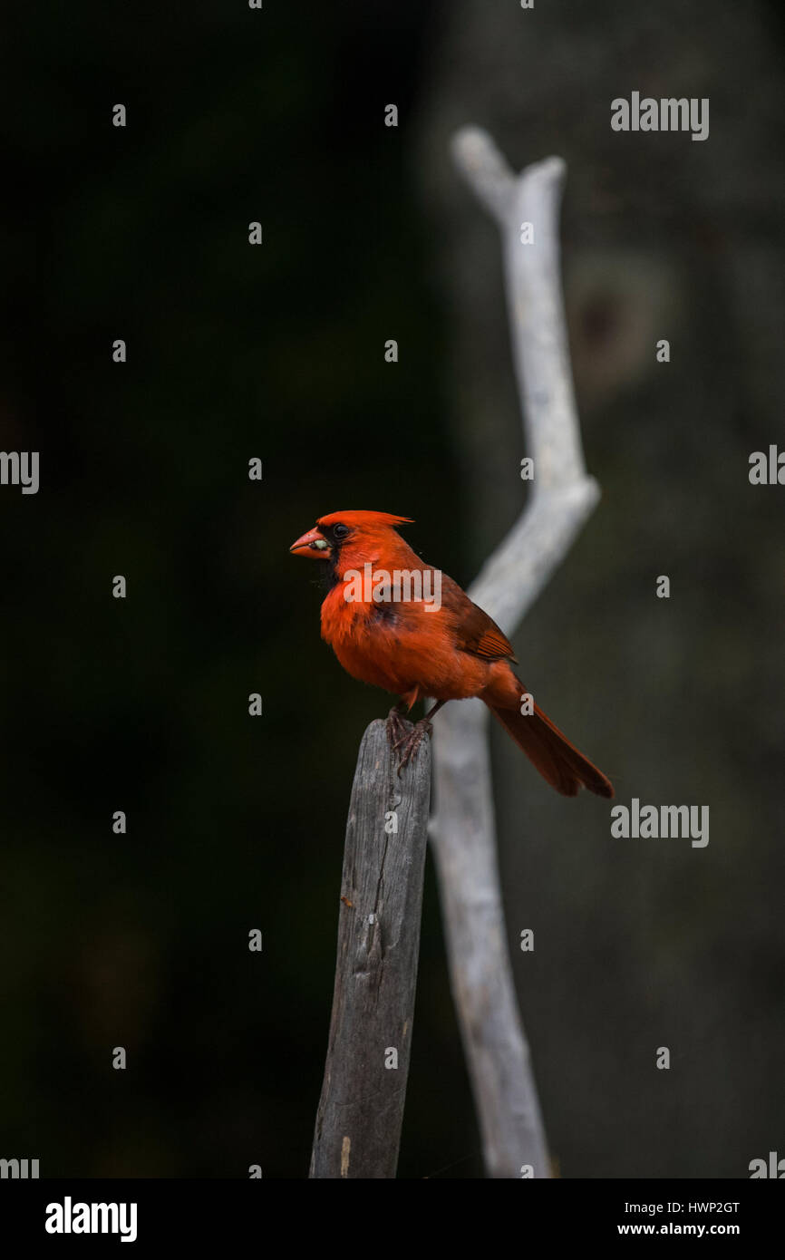 Cardinal Bird on black background with some insects in his beak Stock ...