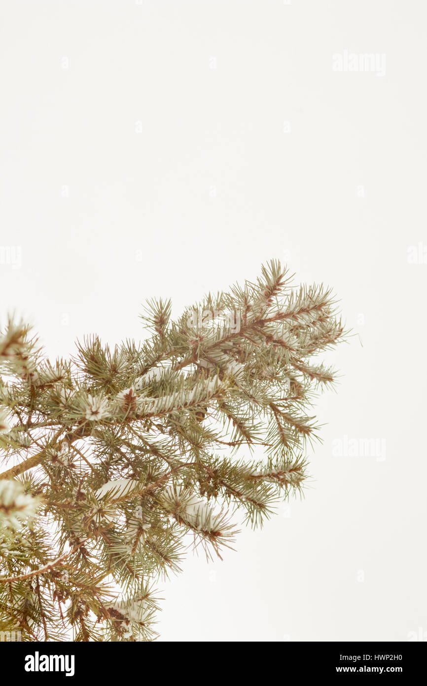 Winter snow, Buchanan Park, Lancaster, Pennsylvania, USA Stock Photo ...