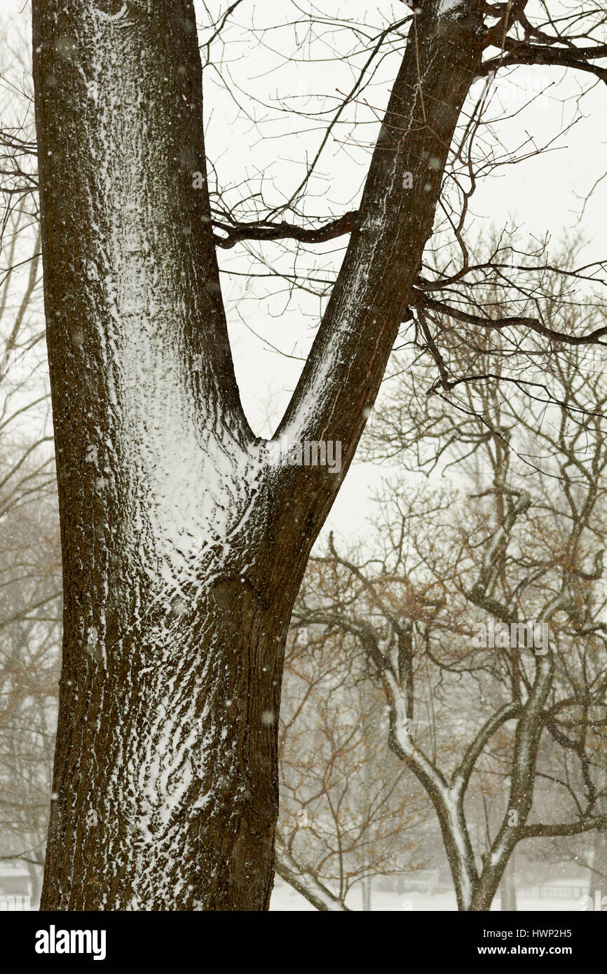 Winter snow, Buchanan Park, Lancaster, Pennsylvania, USA Stock Photo ...
